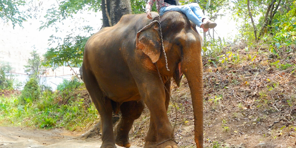 Elephant Chained Up For Years Has The Best Reaction To Freedom - Videos ...