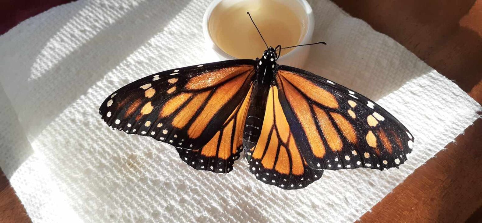Elderly Butterfly Defies The Odds After Being Adopted By A Loving ...