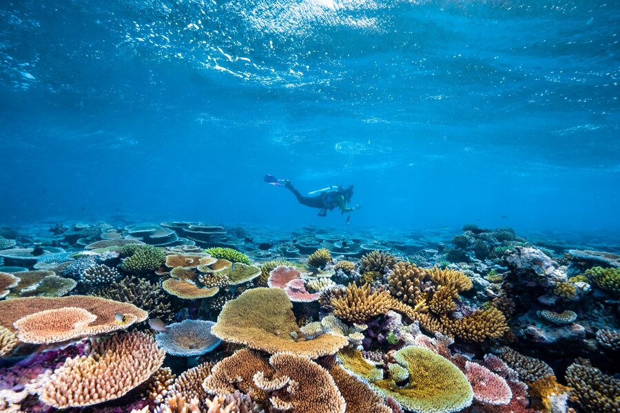 Great Barrier Reef Shown in Detailed Photos in New Google Exhibit ...