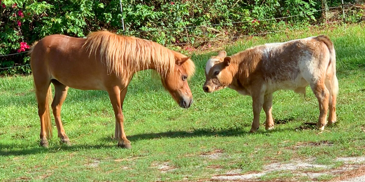 Baby Cow Struggles To Find Friends Until... - Videos - The Dodo