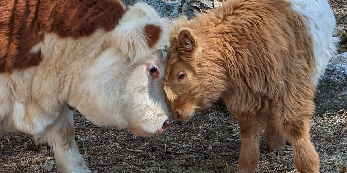 Fluffy Cow Grows Up Around Dogs And Starts Acting Like A Puppy Himself ...