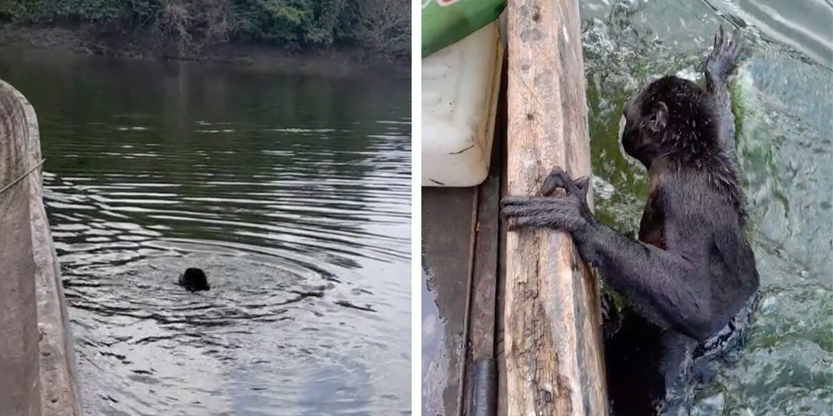 Boater Sees An Animal Struggling In The Water And Knows He Has To Help ...
