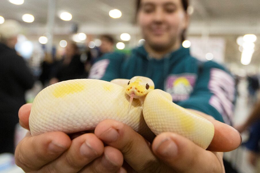 Bringing Animals on Planes: Here's What TSA and Airline Rules State ...