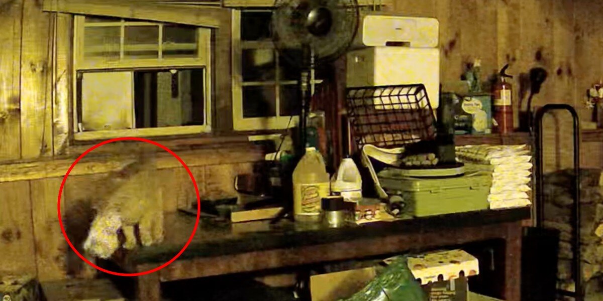 Basement Security Camera Captures Stray Cat Dropping Off A Kitten - The ...