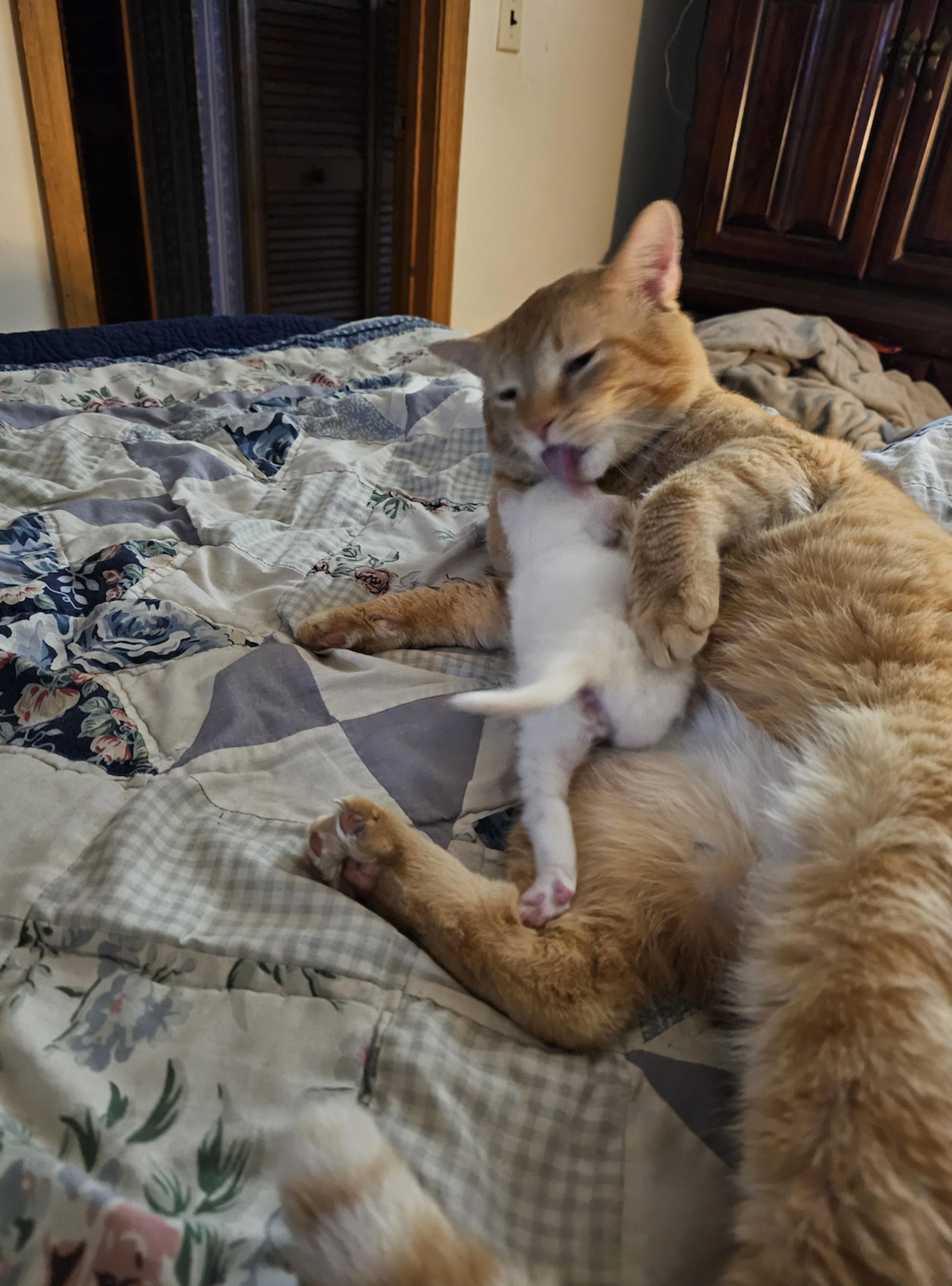 Basement Security Camera Captures Stray Cat Dropping Off A Kitten - The ...