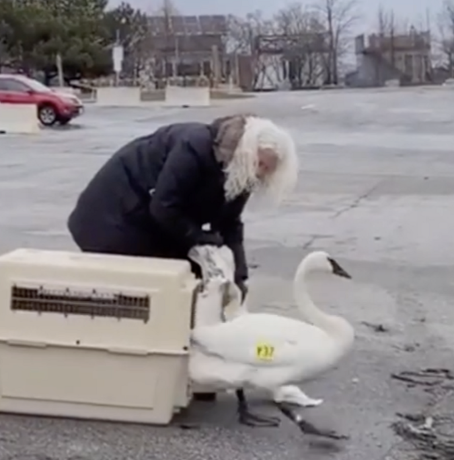 Devastated Swan Takes Off Running When He Sees His Lost Love In The ...