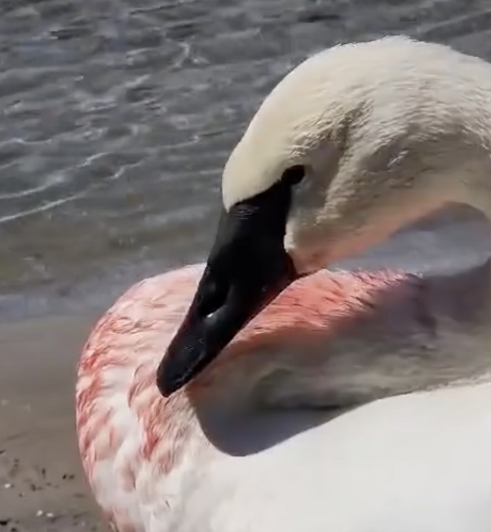 Devastated Swan Takes Off Running When He Sees His Lost Love In The ...