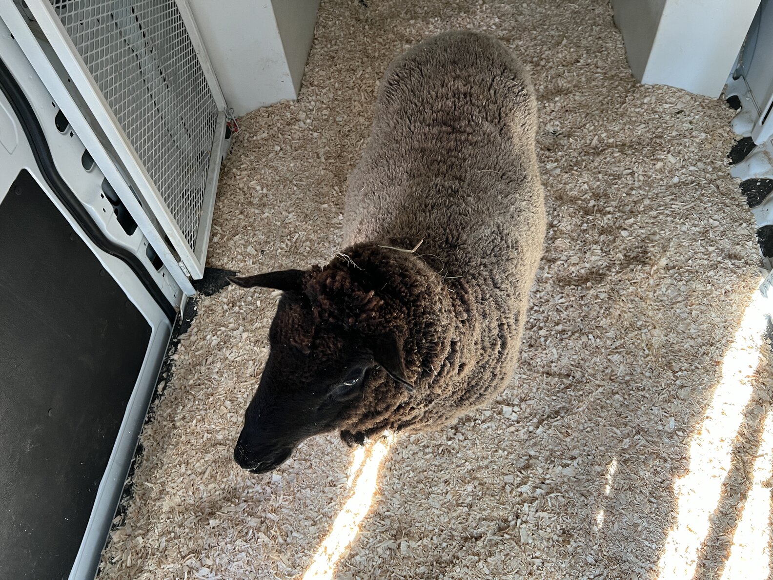 Rescued 10-Year-Old Sheep Can't Believe She Finally Has Her Own Herd ...