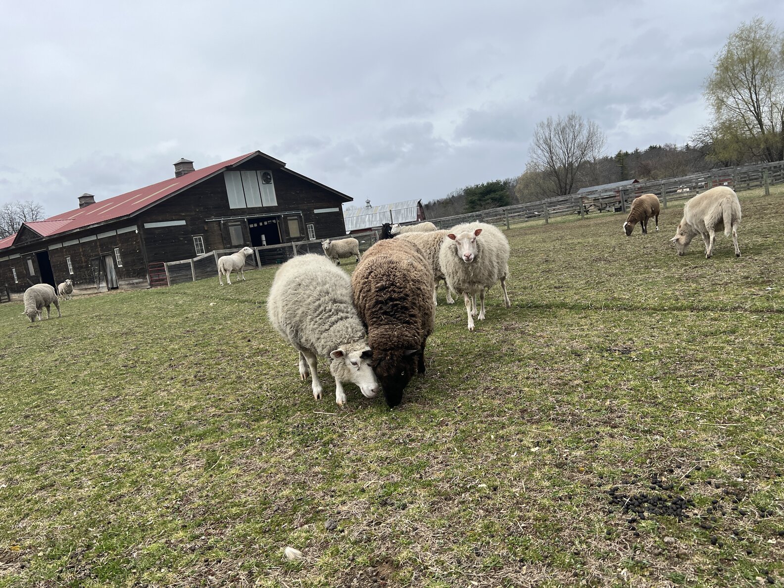 Rescued 10-Year-Old Sheep Can't Believe She Finally Has Her Own Herd ...