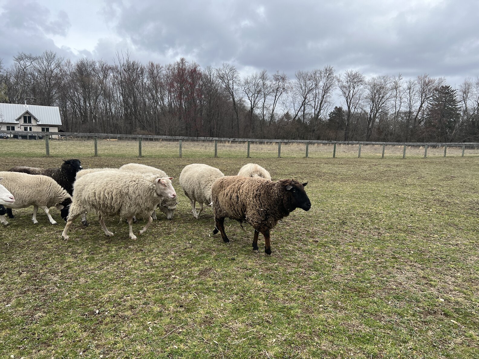 Rescued 10-Year-Old Sheep Can't Believe She Finally Has Her Own Herd ...