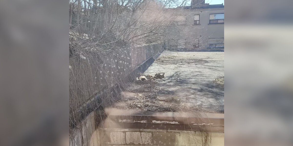 'Furry Figure' Spotted On Rooftop Turns Out To Be Trapped Wild Animal ...