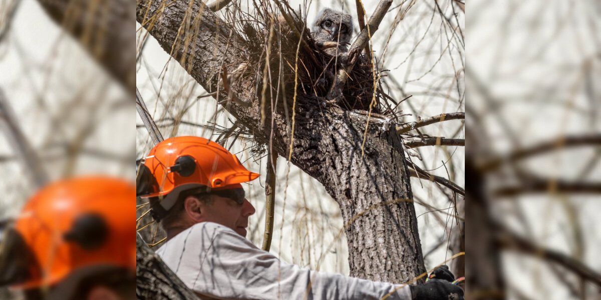 Rescuers Do The Sweetest Thing For Baby Owl Who Fell From Nest - The Dodo