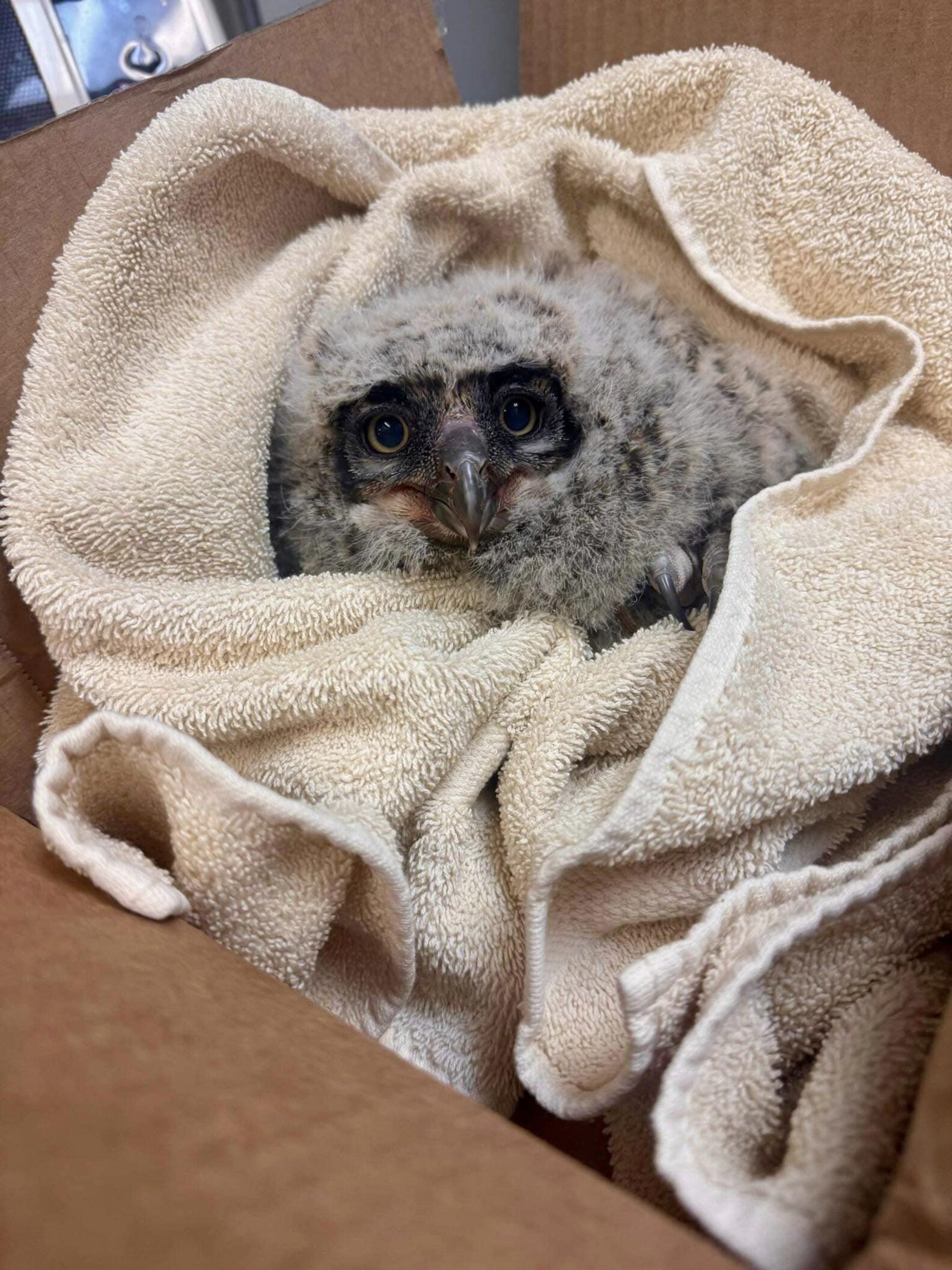 Rescuers Do The Sweetest Thing For Baby Owl Who Fell From Nest - The Dodo