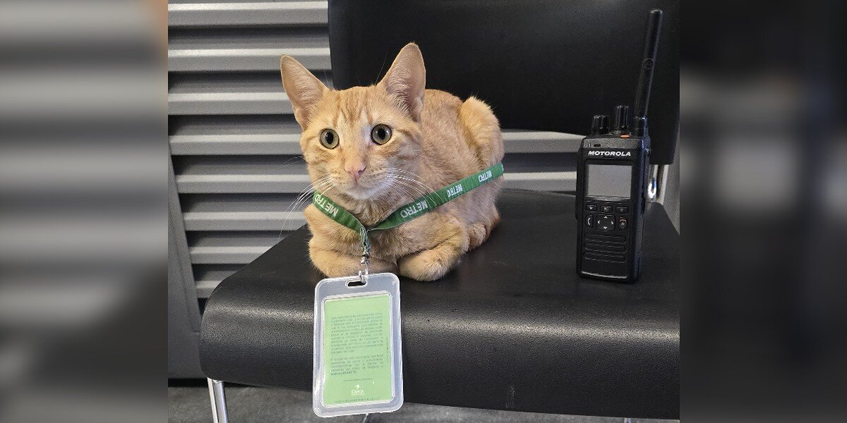 Hard-Working Cat Visits Train Station Every Day To Assist During Rush ...