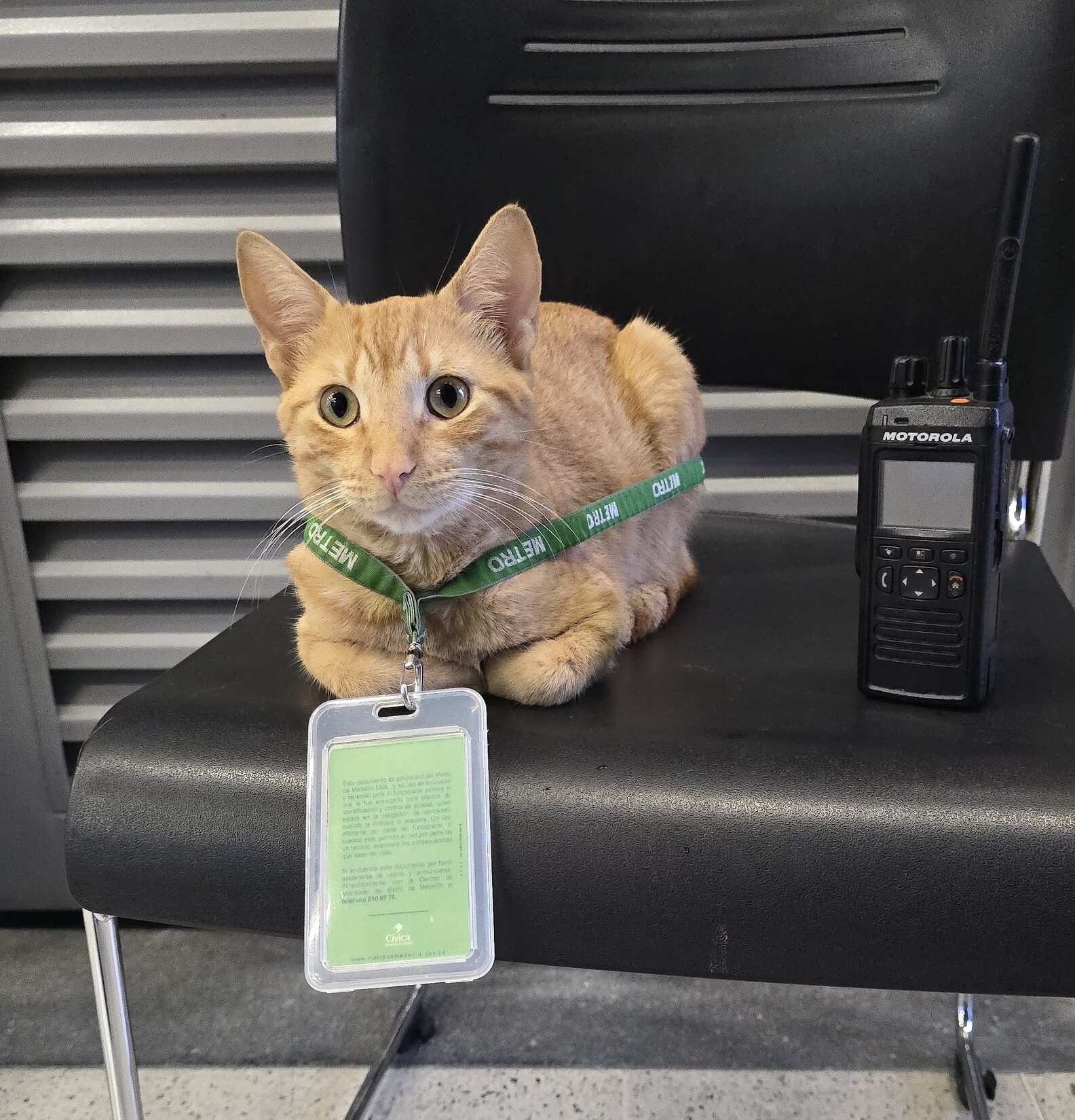 Hard-Working Cat Visits Train Station Every Day To Assist During Rush ...