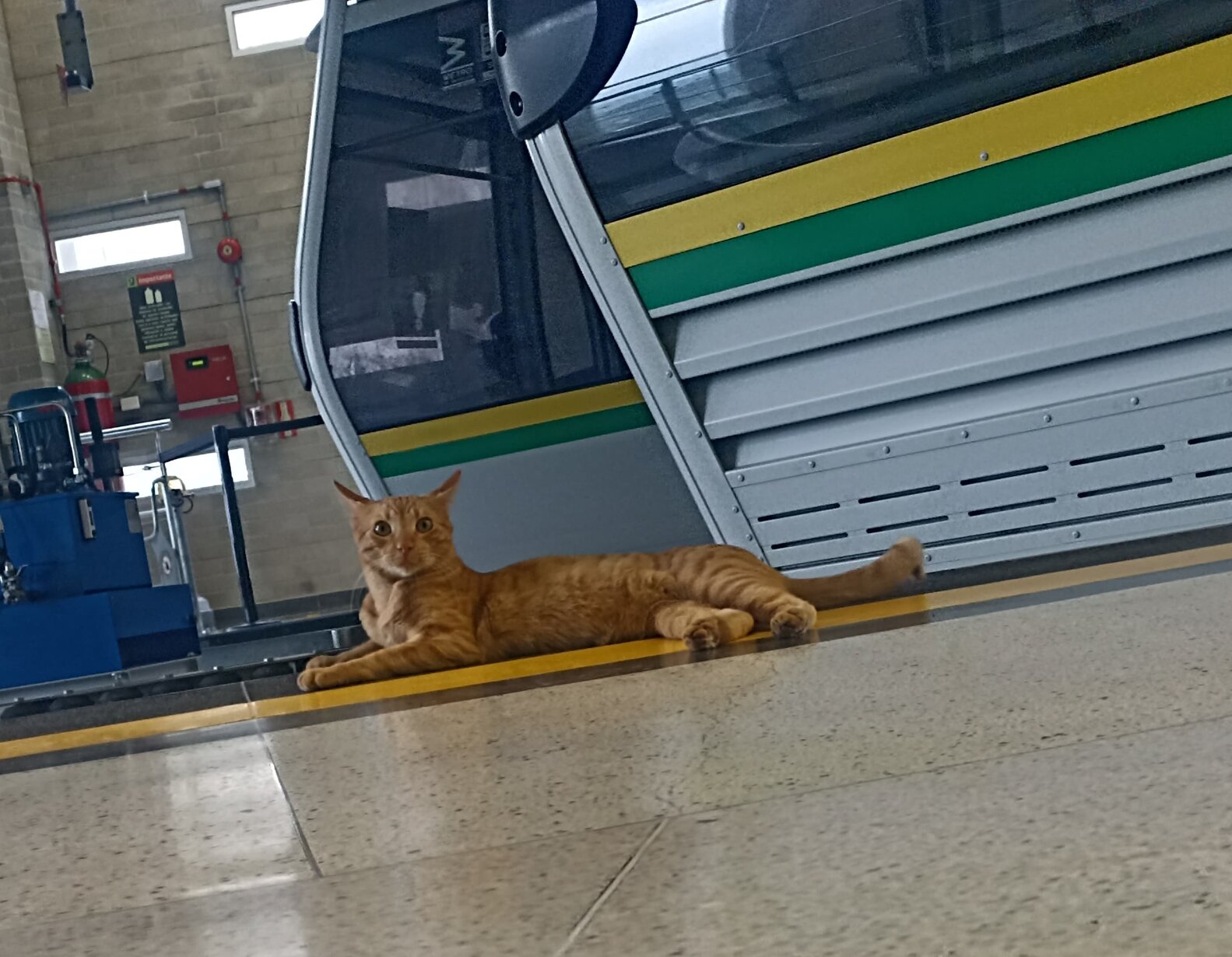 Hard-Working Cat Visits Train Station Every Day To Assist During Rush ...
