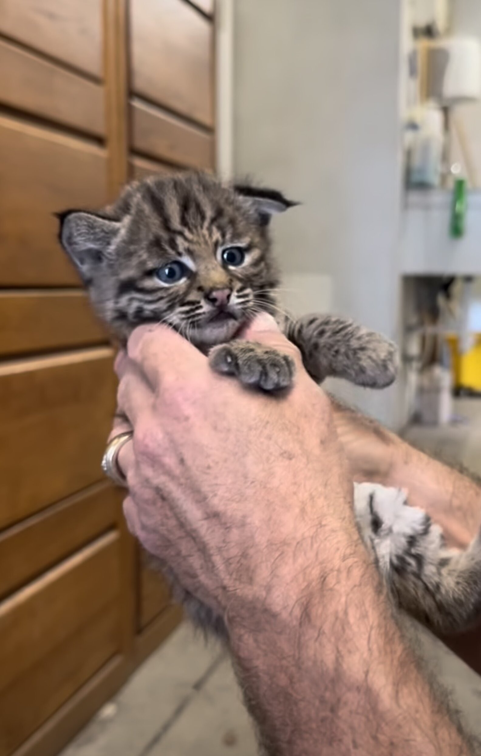 Cat Shelter Shocked That Rescue ‘Kitten’ Actually Isn’t A Cat - The Dodo