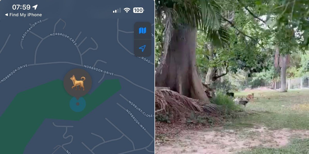 Worried Dog Mom Tracks Her Pup's GPS Location And Discovers His Double ...