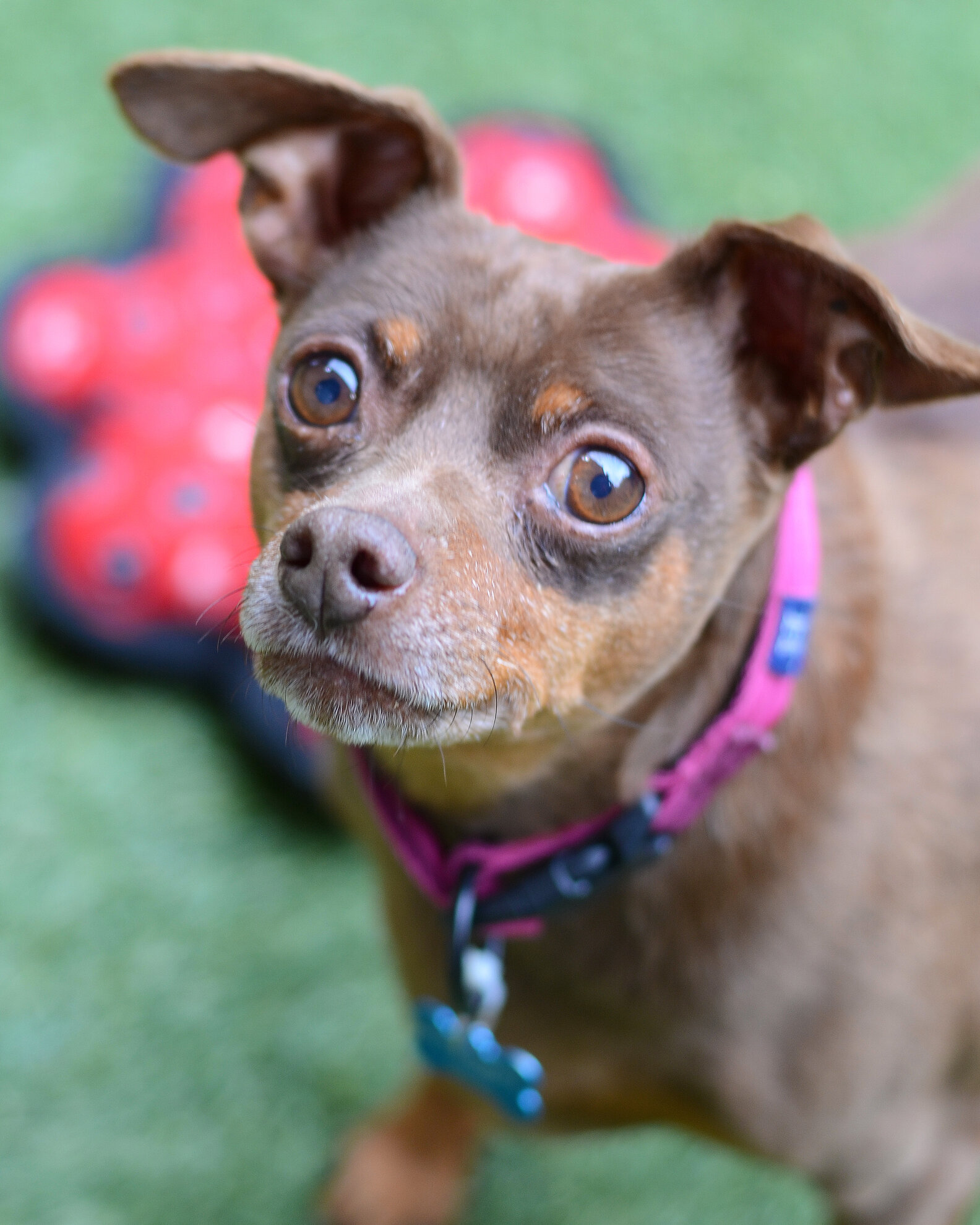 Tiny Dog Arrives At Shelter So Chubby He Can Barely Move - The Dodo