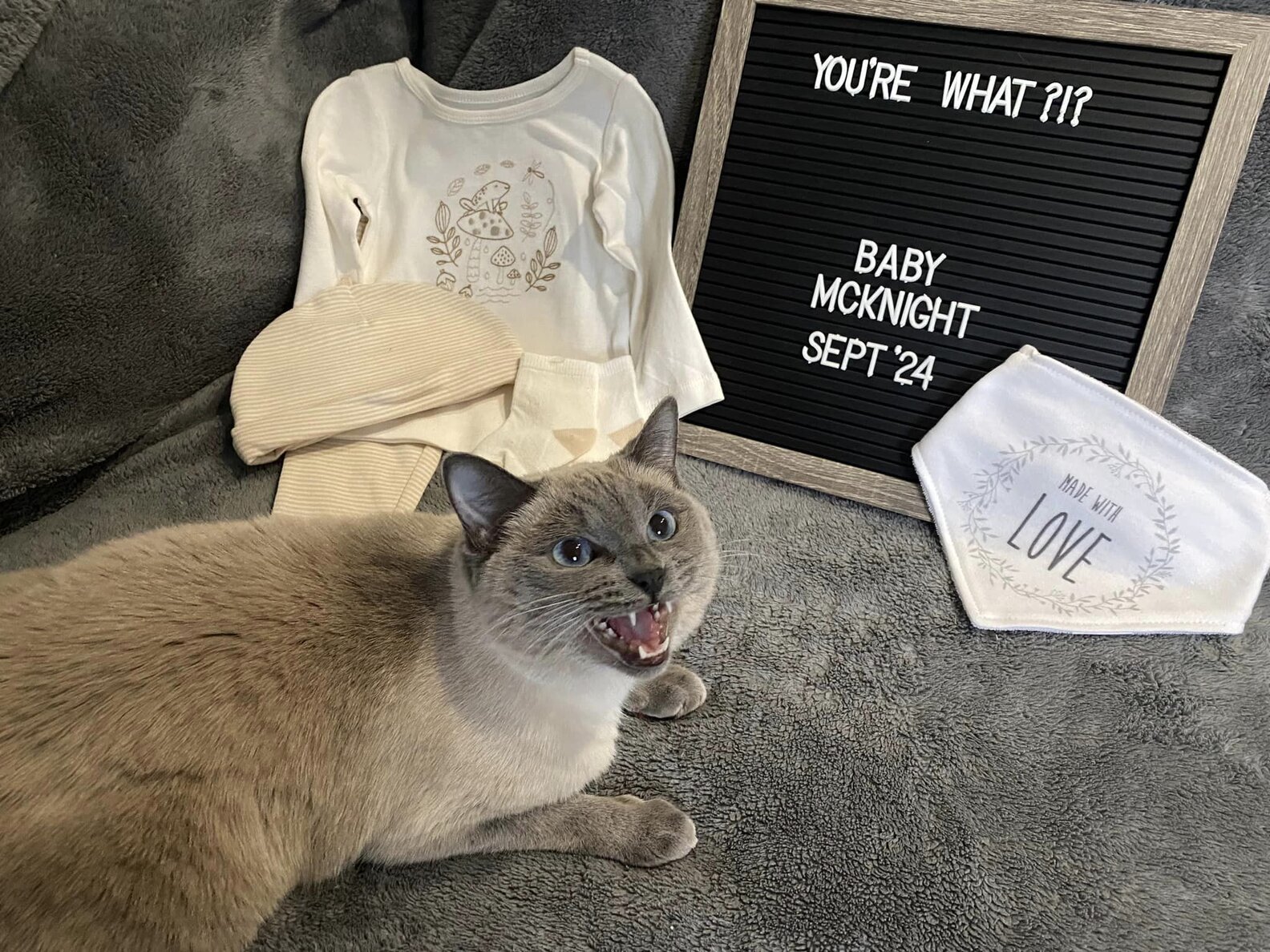 Cat Siblings Throw A Tantrum When They Find Out Mom And Dad's Big News ...