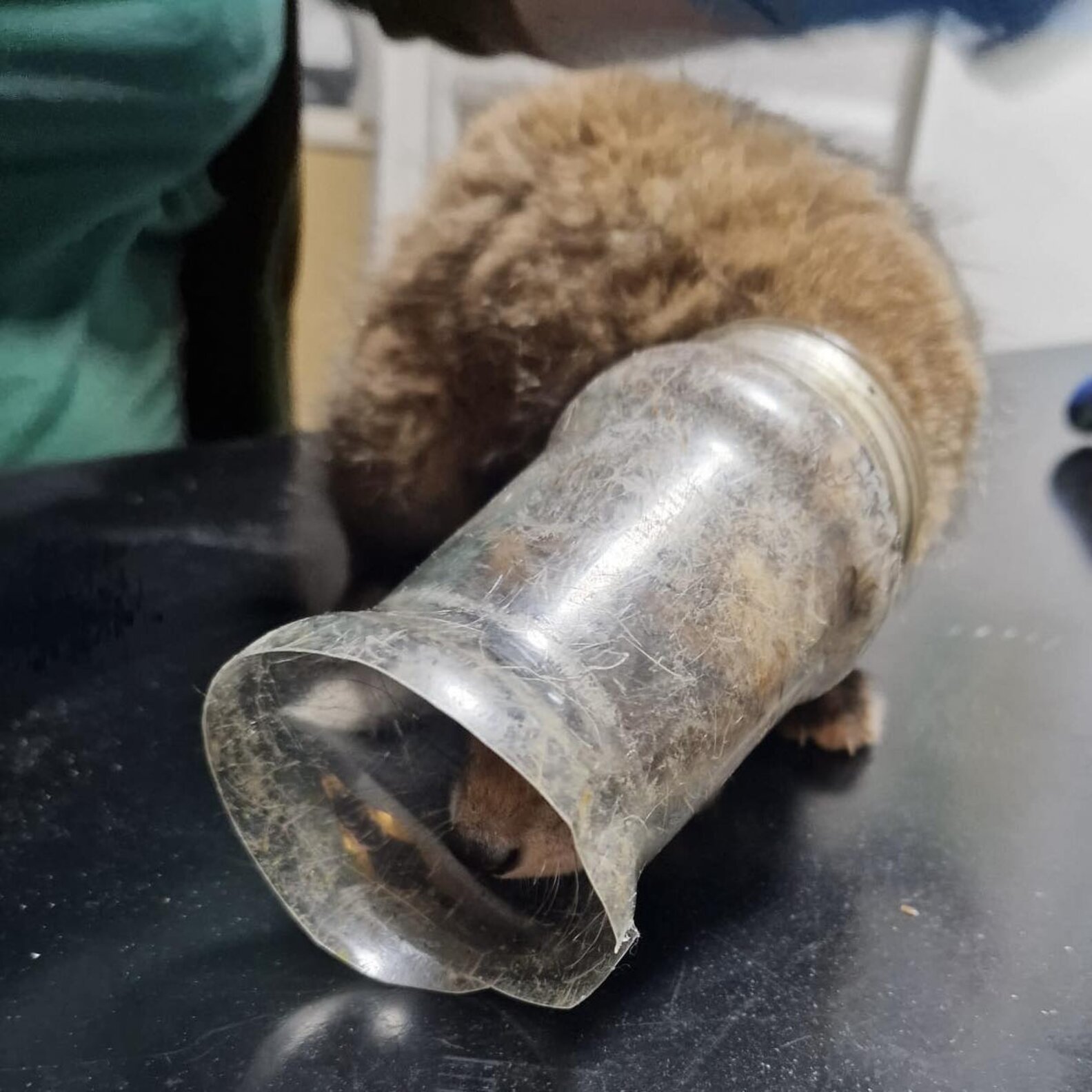 Rescuers Jump To Save Fluffy Baby With Head Stuck In A Plastic Jar ...