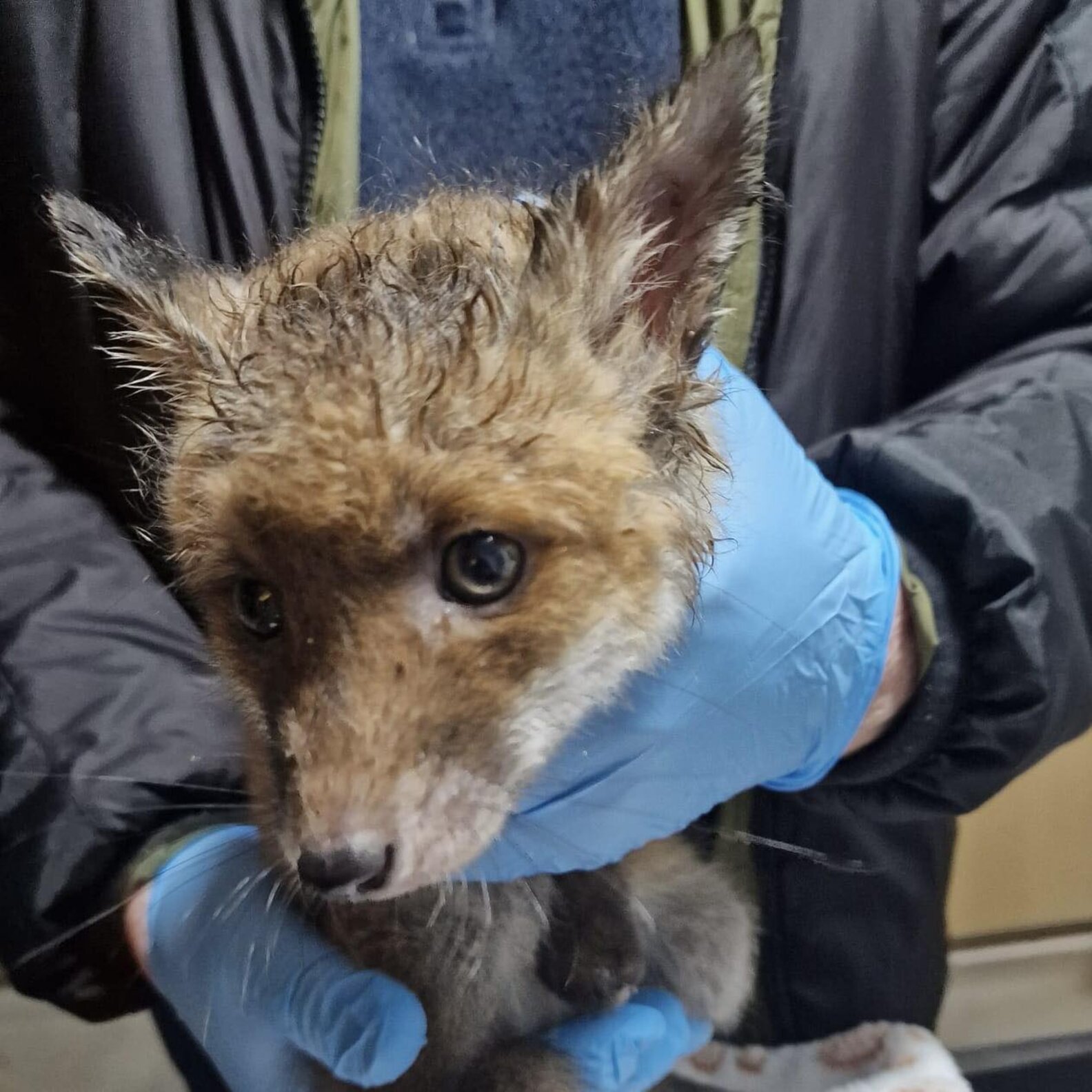Rescuers Jump To Save Fluffy Baby With Head Stuck In A Plastic Jar ...