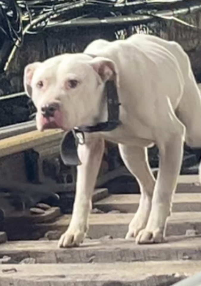 Stray Dog Runs Along Active Train Tracks, Looking For Someone To Save ...