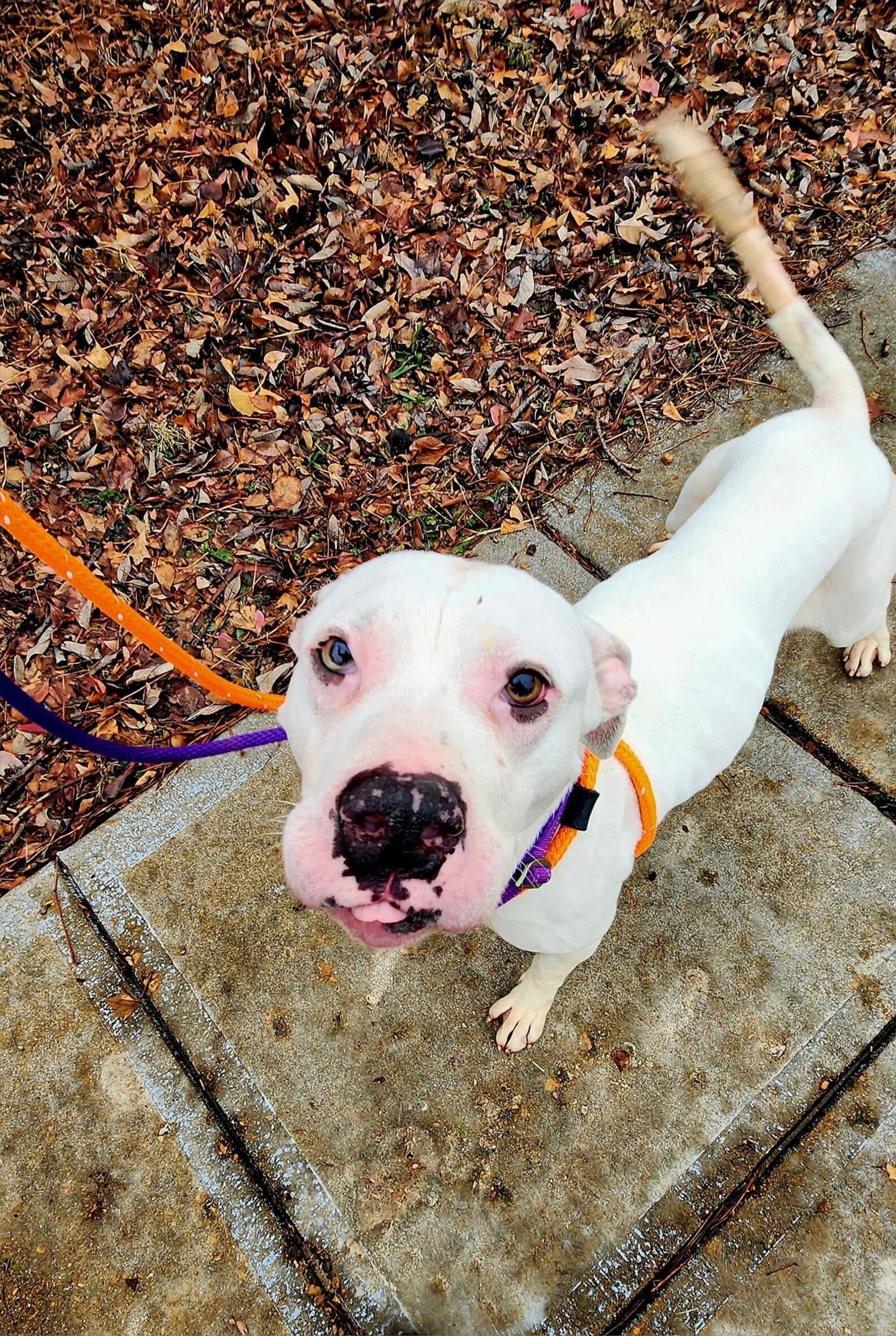 Stray Dog Runs Along Active Train Tracks, Looking For Someone To Save ...