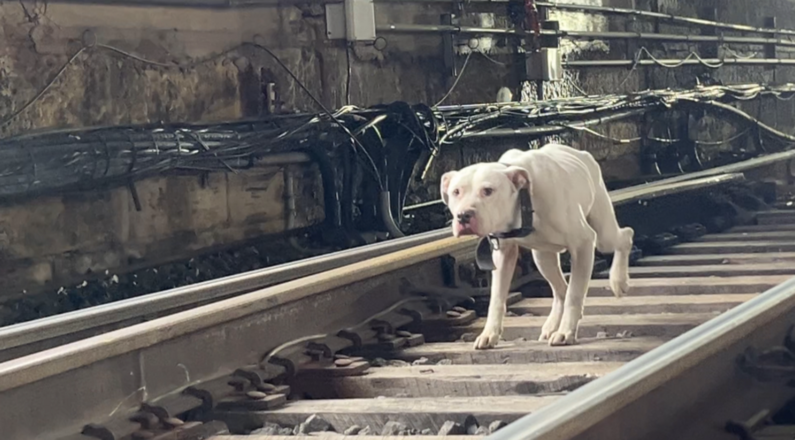 Stray Dog Runs Along Active Train Tracks, Looking For Someone To Save ...