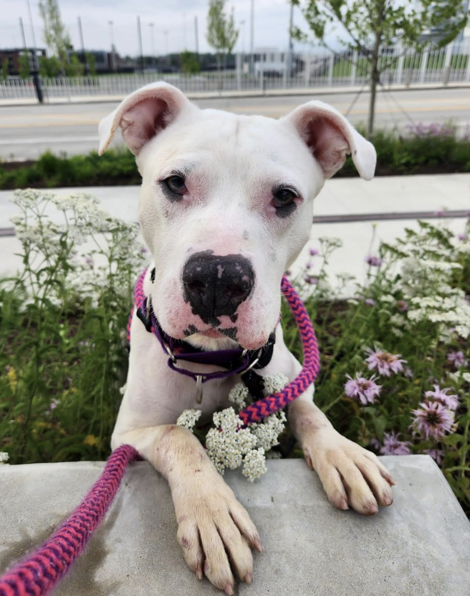 Stray Dog Runs Along Active Train Tracks, Looking For Someone To Save ...
