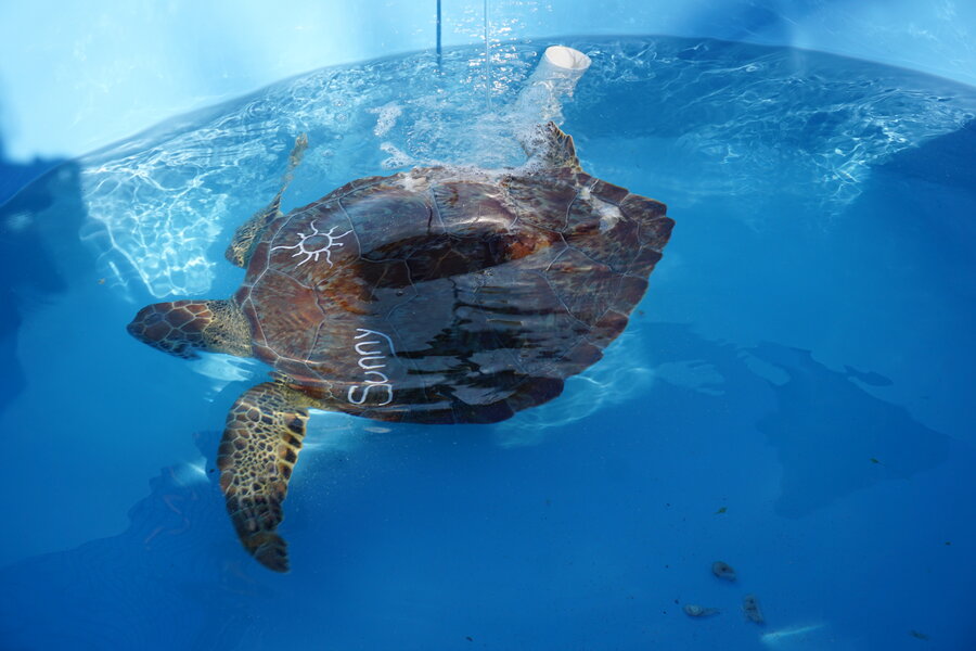 This Florida Hospital Rescues and Releases Turtles - Thrillist