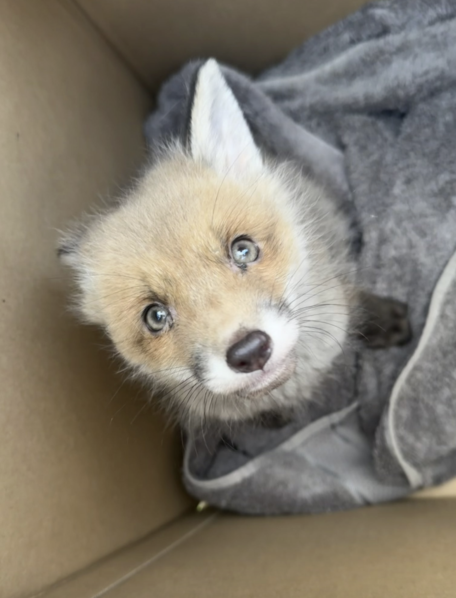 Wild Baby Animal Enters Woman’s Home And Immediately Relaxes In Dog Bed ...