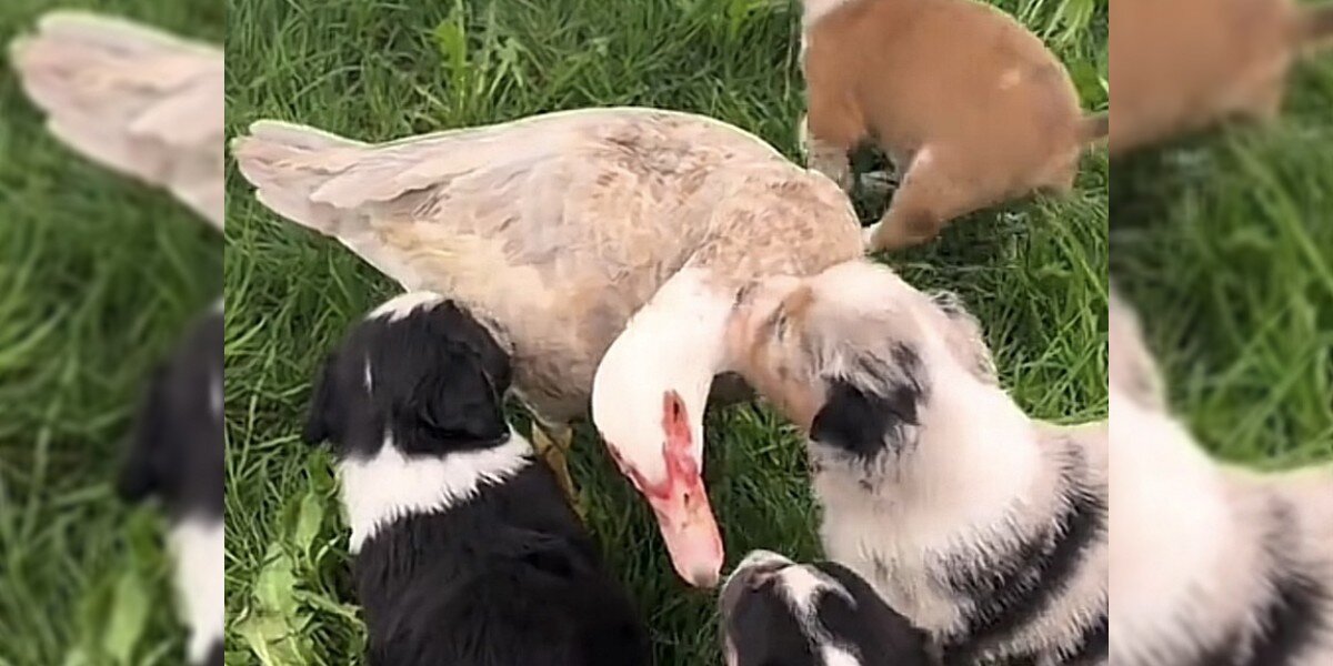 Duck Rejected By Her Own Kind Is Overjoyed To Have New Best Friends ...