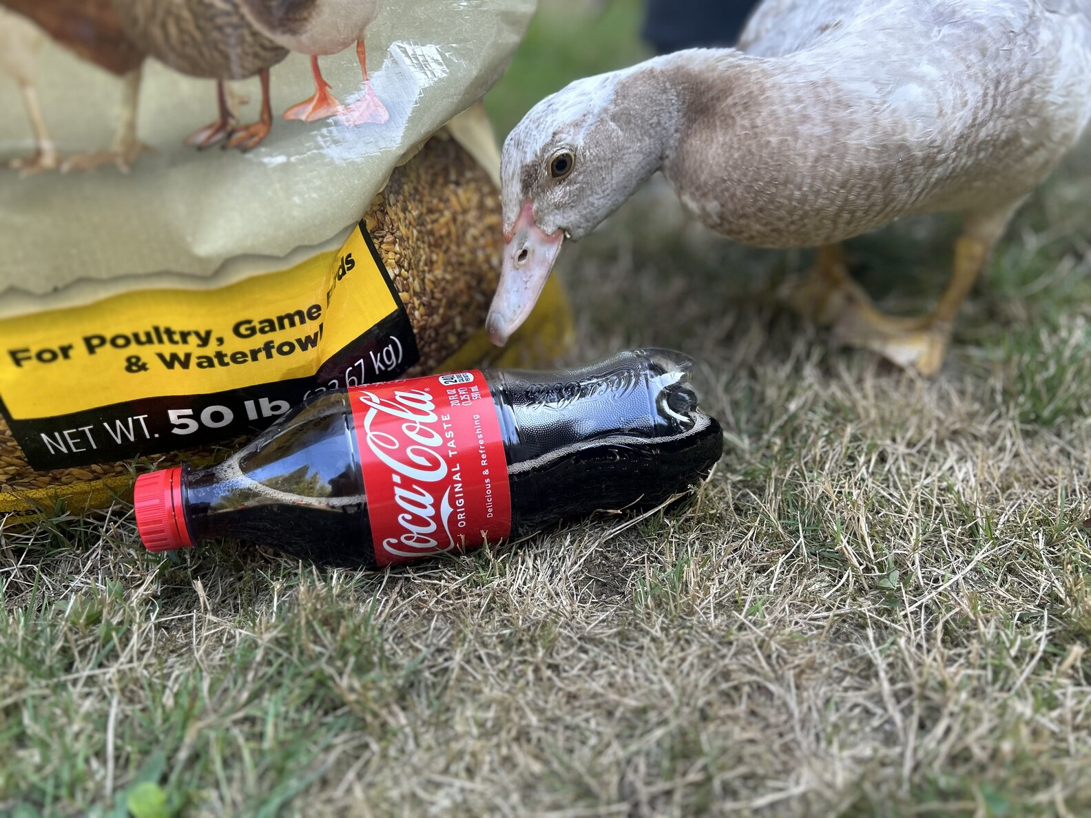 Duck Rejected By Her Own Kind Is Overjoyed To Have New Best Friends ...