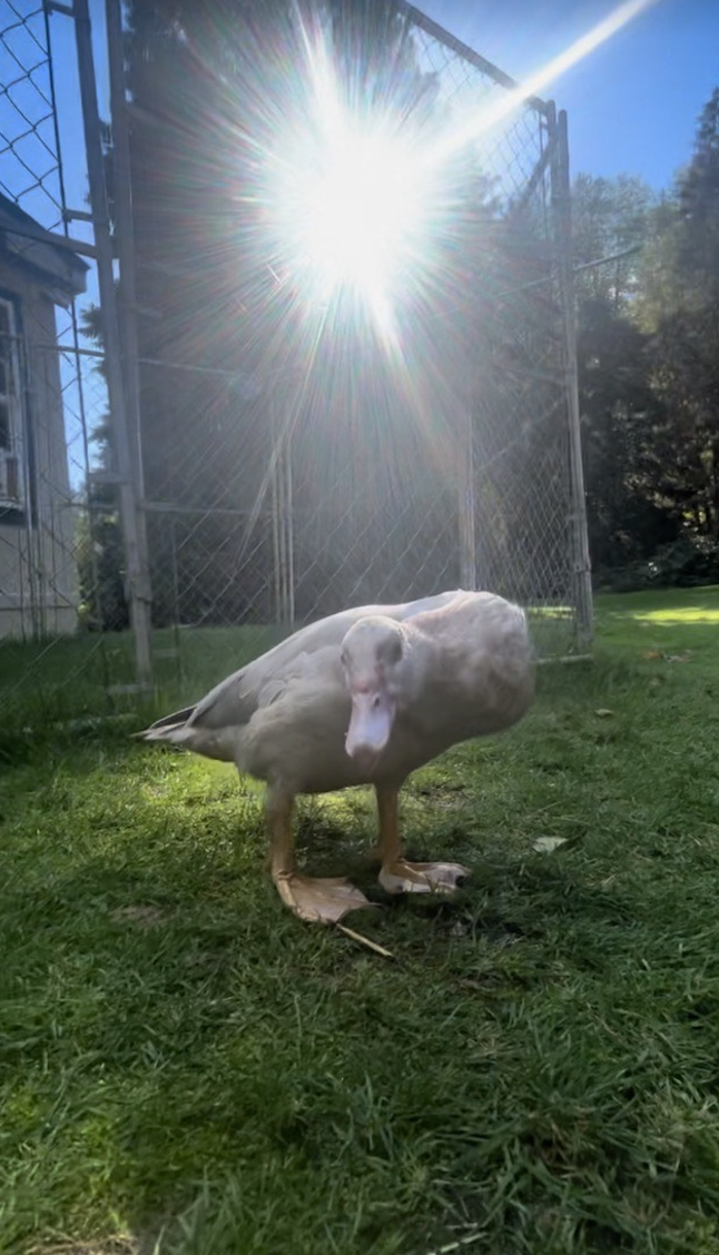 Duck Rejected By Her Own Kind Is Overjoyed To Have New Best Friends ...