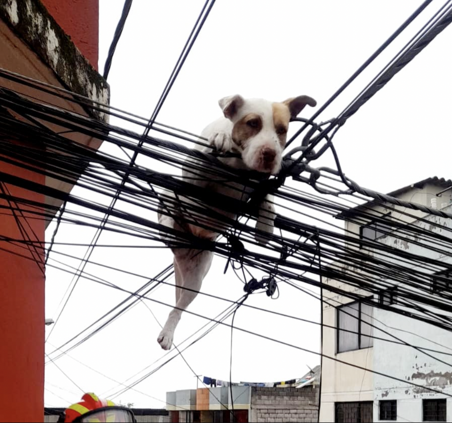 Dog Lands A Lucky Break After Taking A Tumble Off Rooftop Terrace - The ...