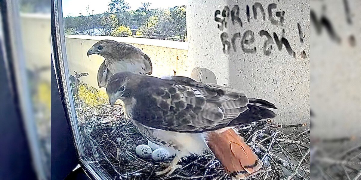 Hawks Build Nest Outside Of School, Delighting School Community - The Dodo