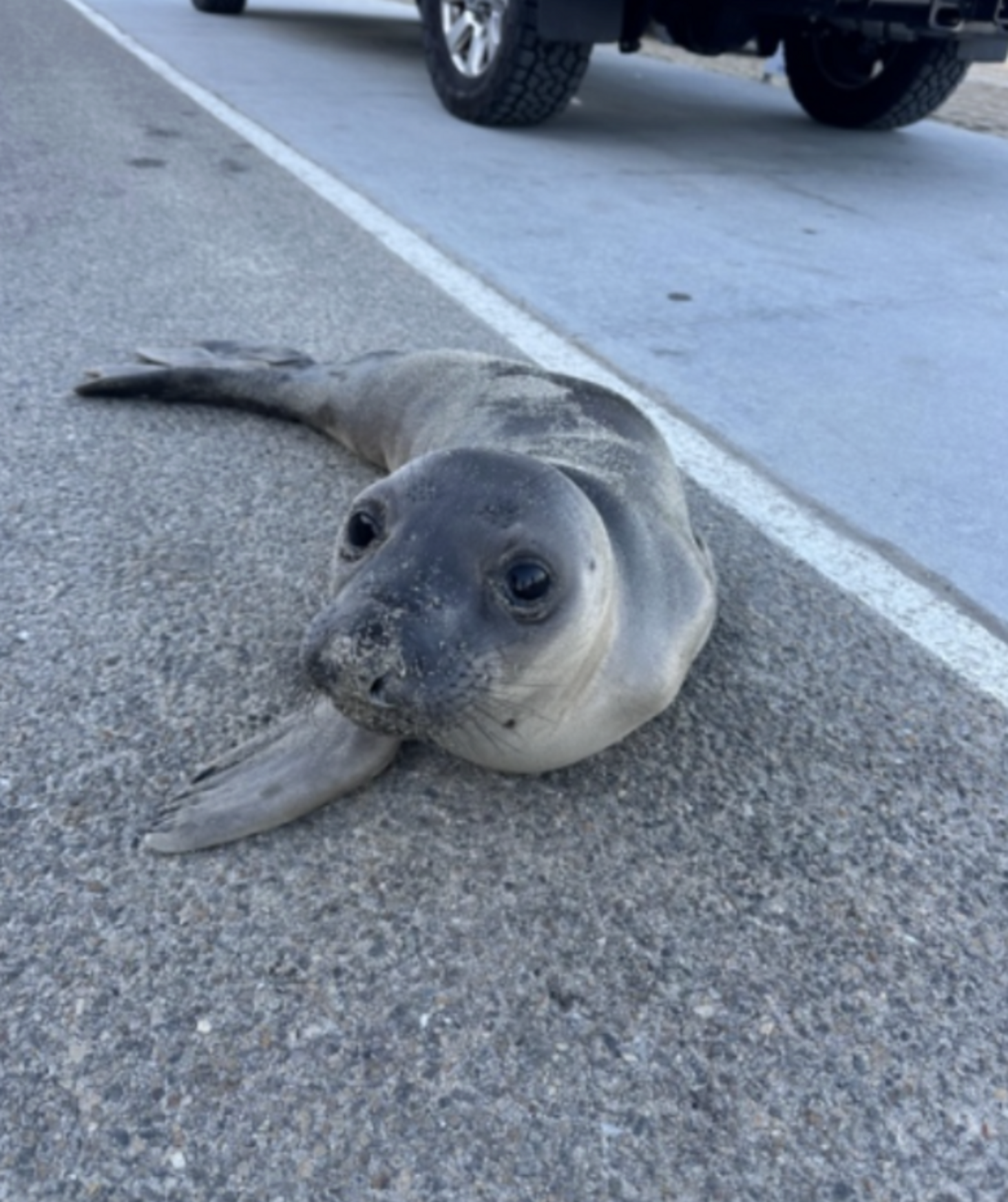 Beachgoer Spots ‘Object’ Blocking Bike Path — Then Realizes It’s Crying ...