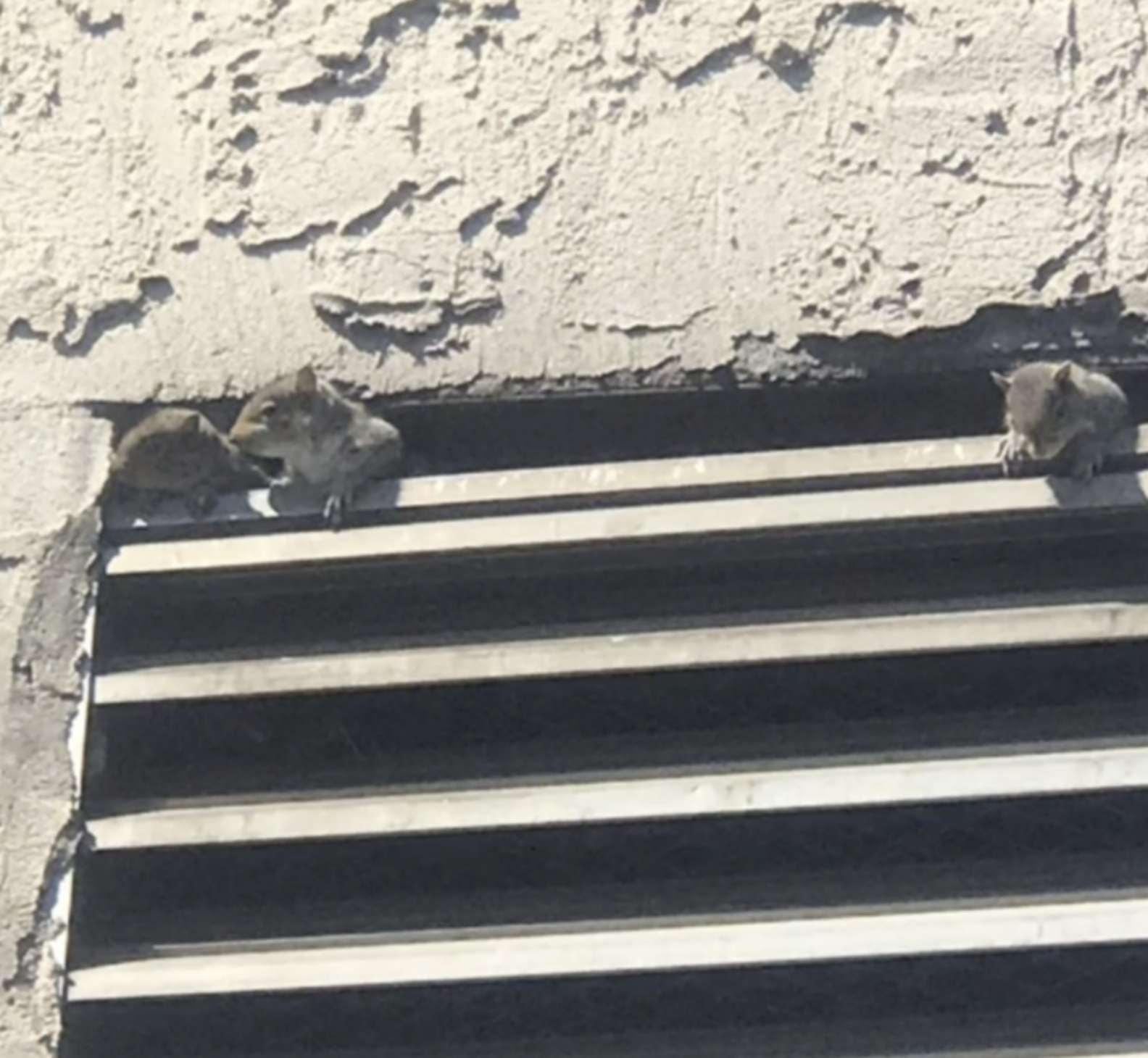 Heartbroken Squirrel Siblings Peek Out Air Vent, Looking For Their Lost ...
