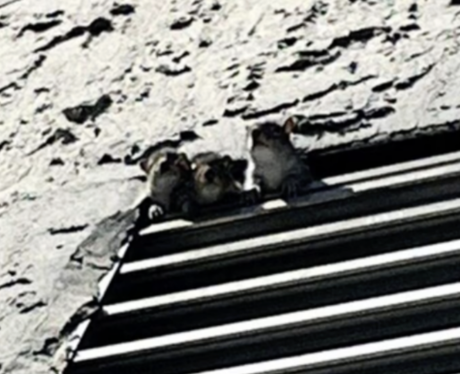 Heartbroken Squirrel Siblings Peek Out Air Vent, Looking For Their Lost ...