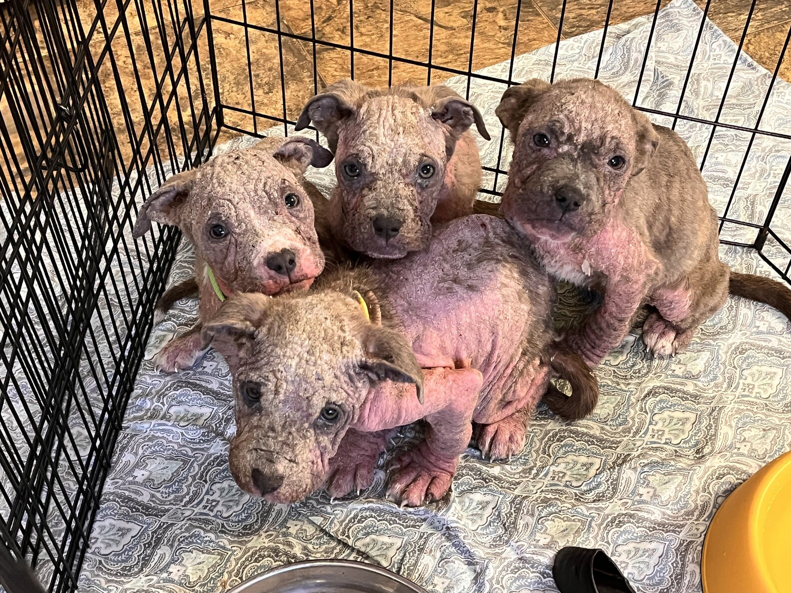 Kayaker Preparing To Hit Water Suddenly Sees Hairless Babies On Shore ...