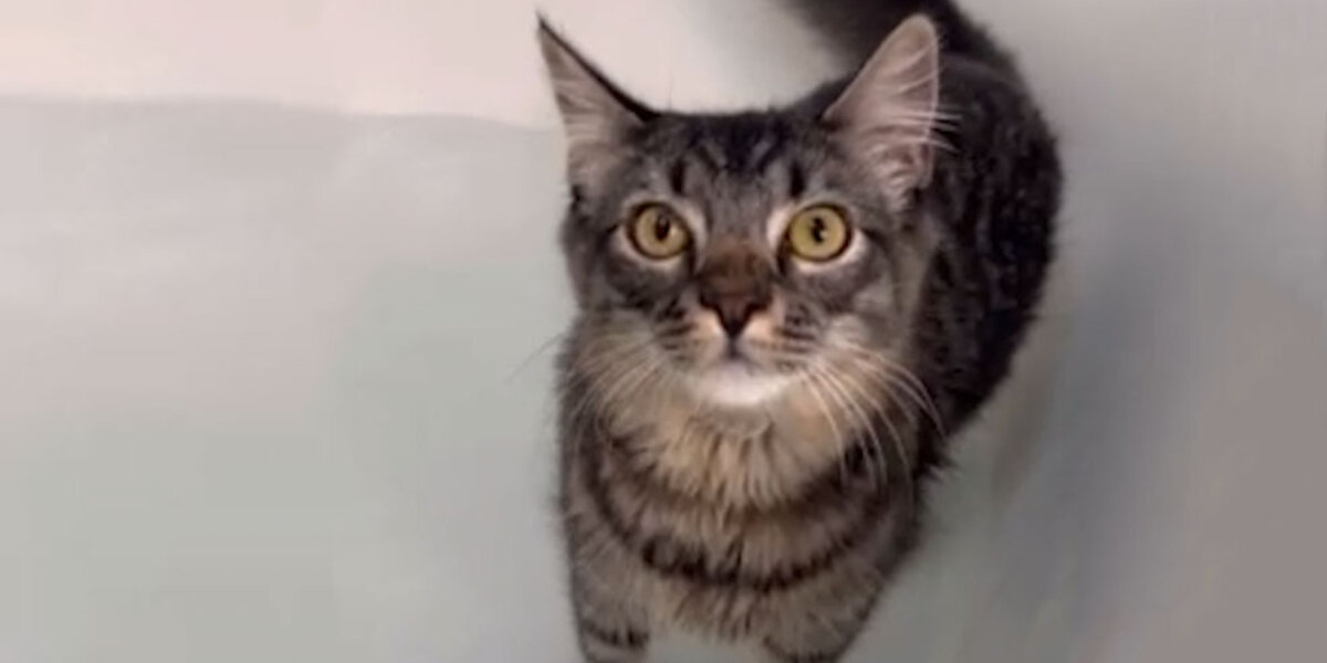 Woman Throws A "Rave Bath" For Her Cat Who Loves Bath Time - Videos ...
