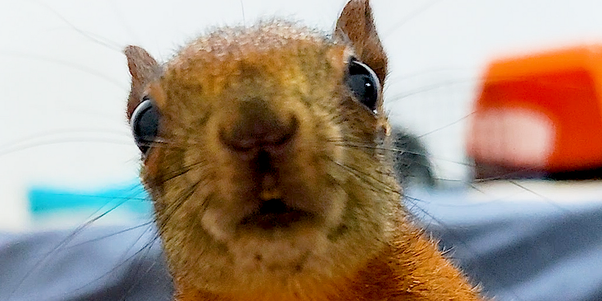 Baby Squirrels Visit Their Rescuer Every Day - Videos - The Dodo