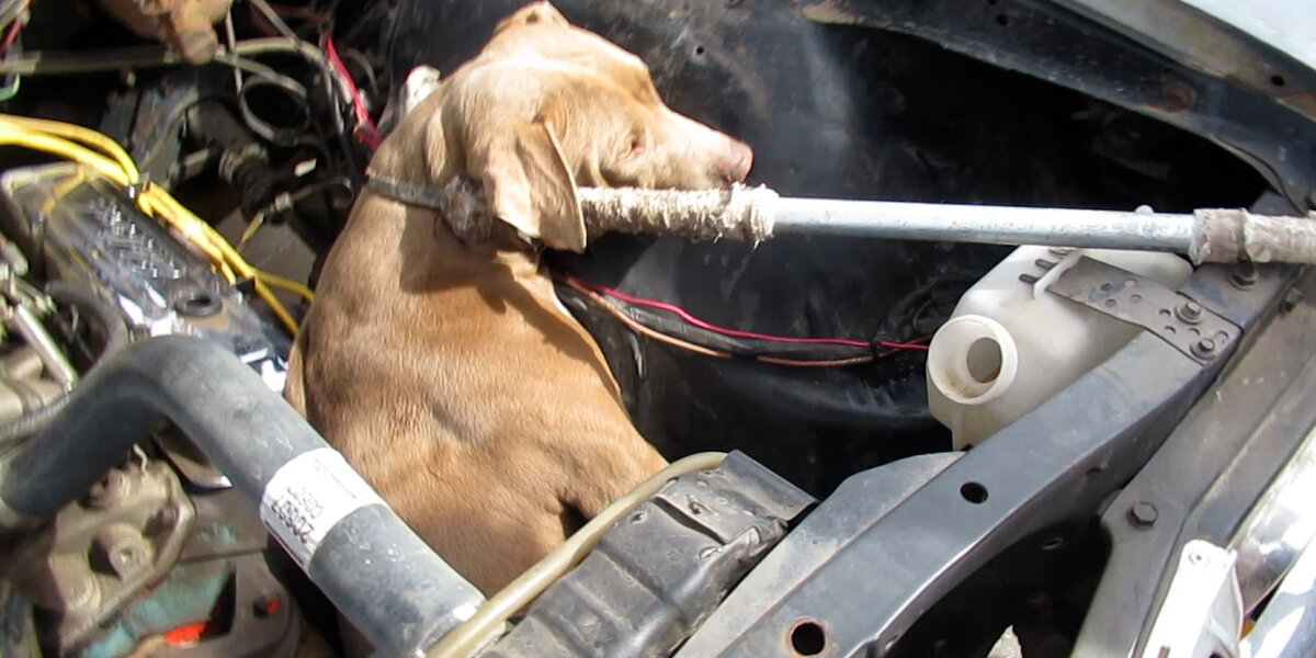 Pittie Gets Stuck In A Car Engine - Videos - The Dodo