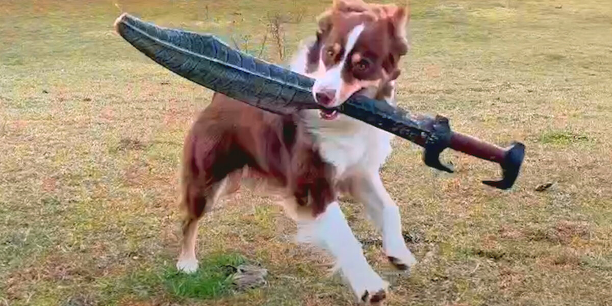 Sword Fighting Dog's Special Sword Breaks! - Videos - The Dodo