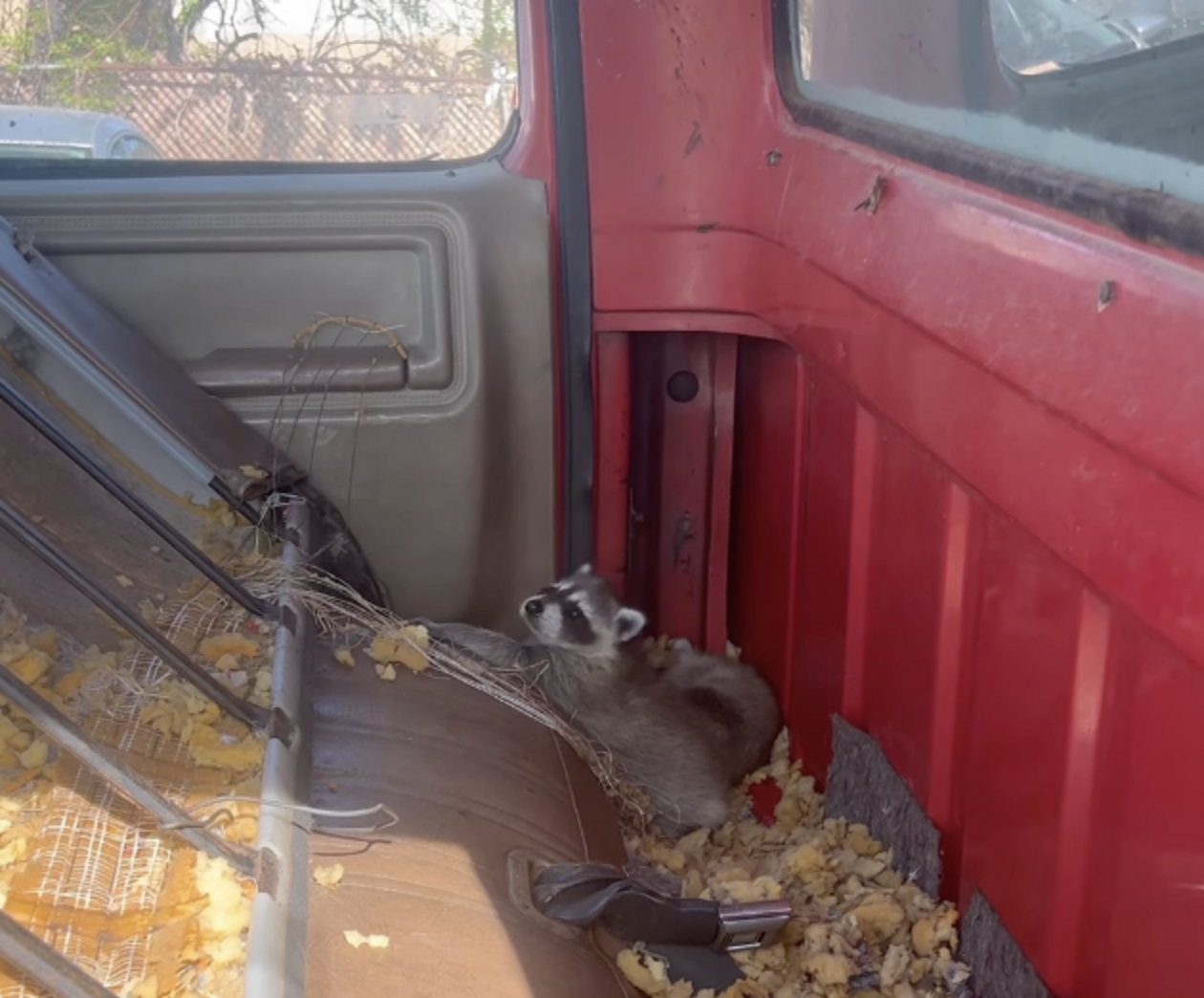 Rescuer Saves Raccoon Family From Junkyard Truck About To Be Destroyed ...