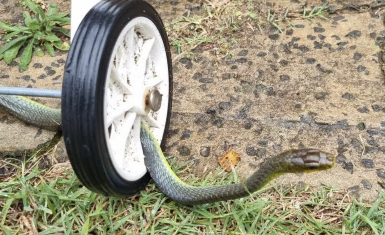 Homeowner Reaches For Rolling Basket And Finds Someone Tangled In The ...