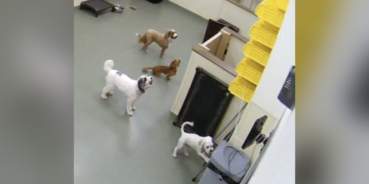 Camera Catches Genius Little Dog's Daring Escape At Doggy Daycare - The ...
