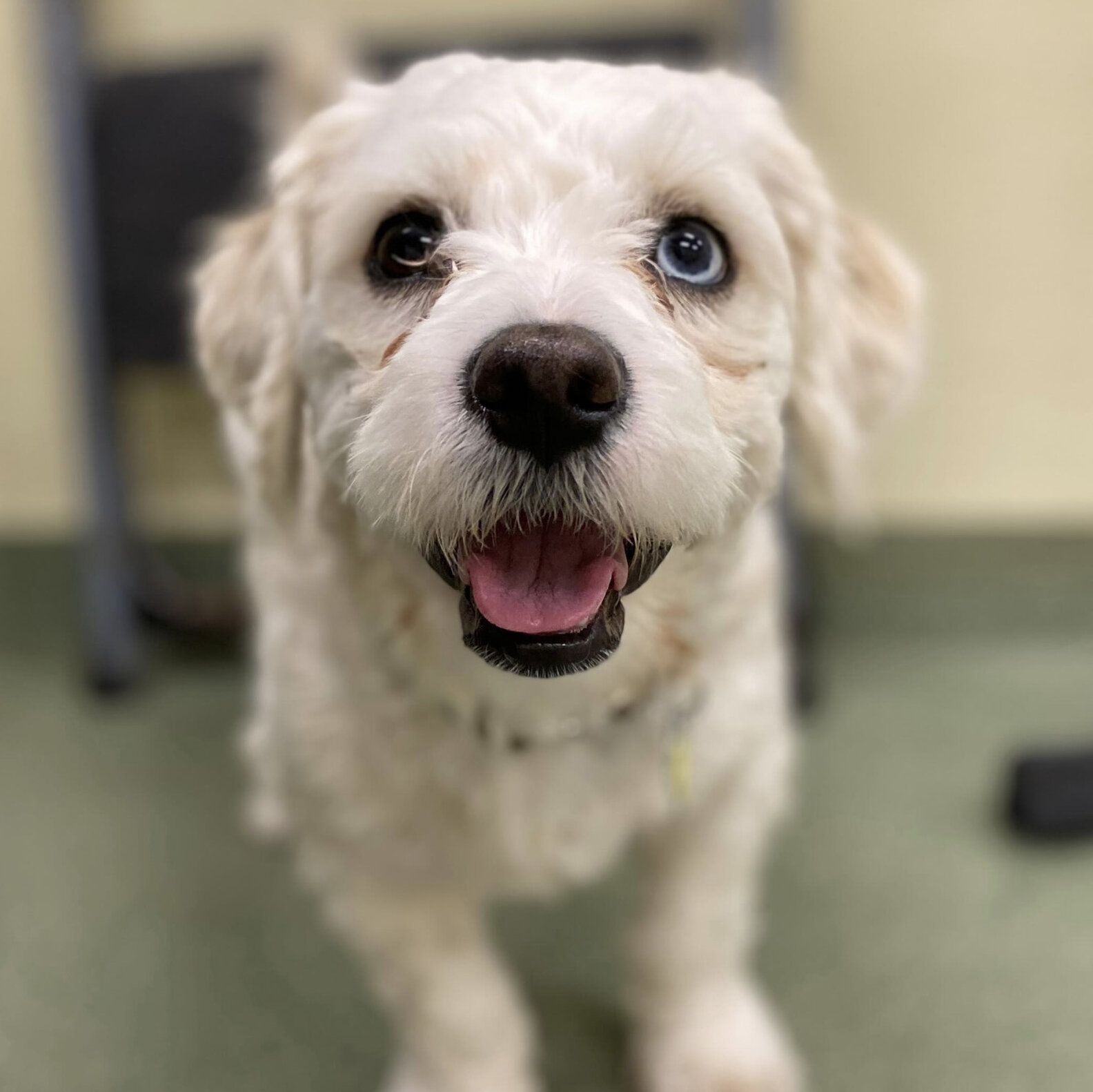 Camera Catches Genius Little Dog's Daring Escape At Doggy Daycare - The ...
