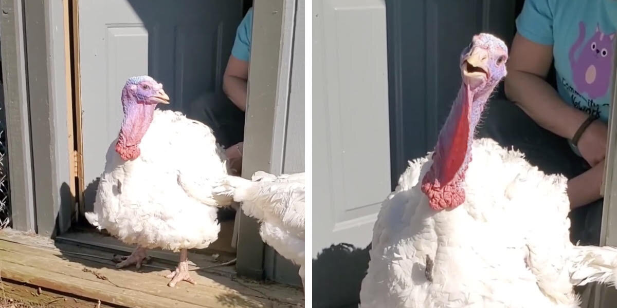 Rescued Turkey Feels Sunlight On His Face For The Very First Time - The ...